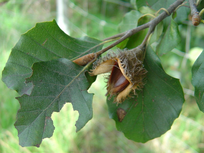 Bok - Giftinformationscentralen