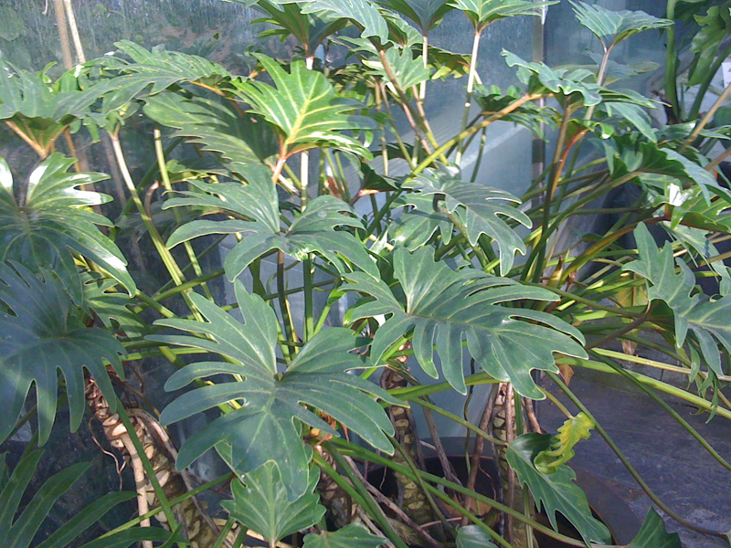 Filodendron - Giftinformationscentralen