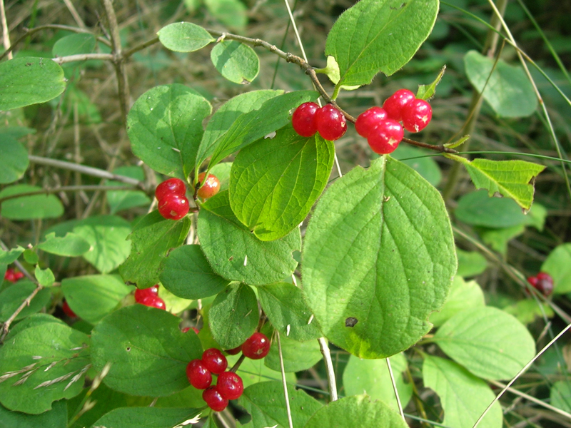 Bilder på bär - Giftinformationscentralen