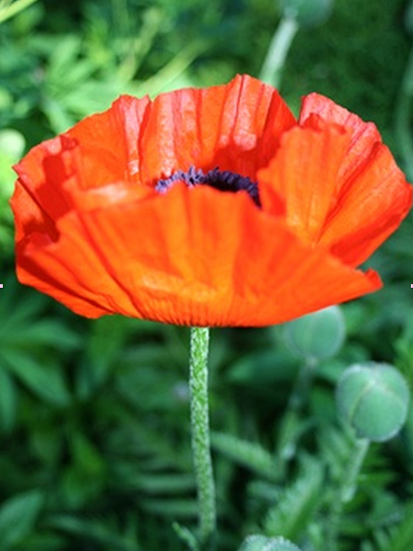 Vallmo - Giftinformationscentralen